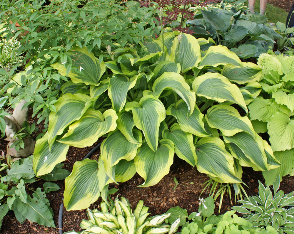 Hostas by Type | Sun Tolerant, Slug Resistant, Fragrant, Ground Cover ...