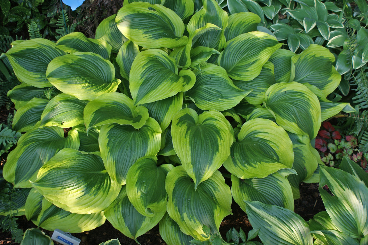 Atlantis Hosta Large Hosta Plant Sun Tolerant Slug Resistant – NH Hostas