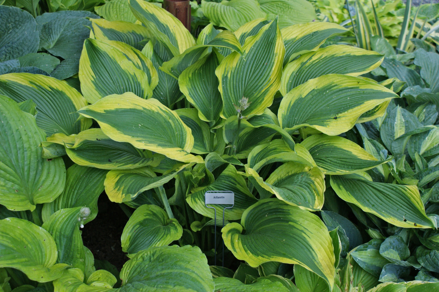 Atlantis Hosta Large Hosta Plant Sun Tolerant Slug Resistant – NH Hostas
