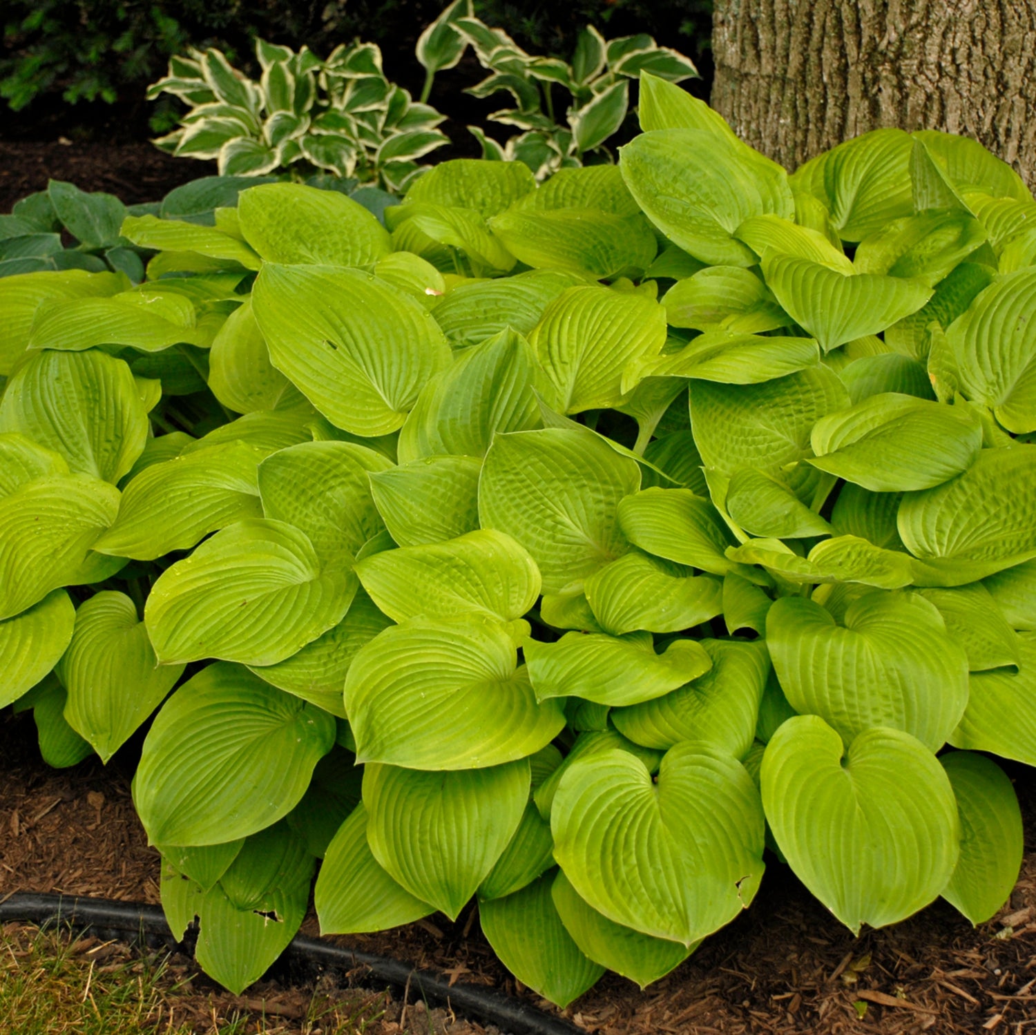 Buy Gold Hostas - Add A Drop Of Sunshine To Your Garden With A Golden ...