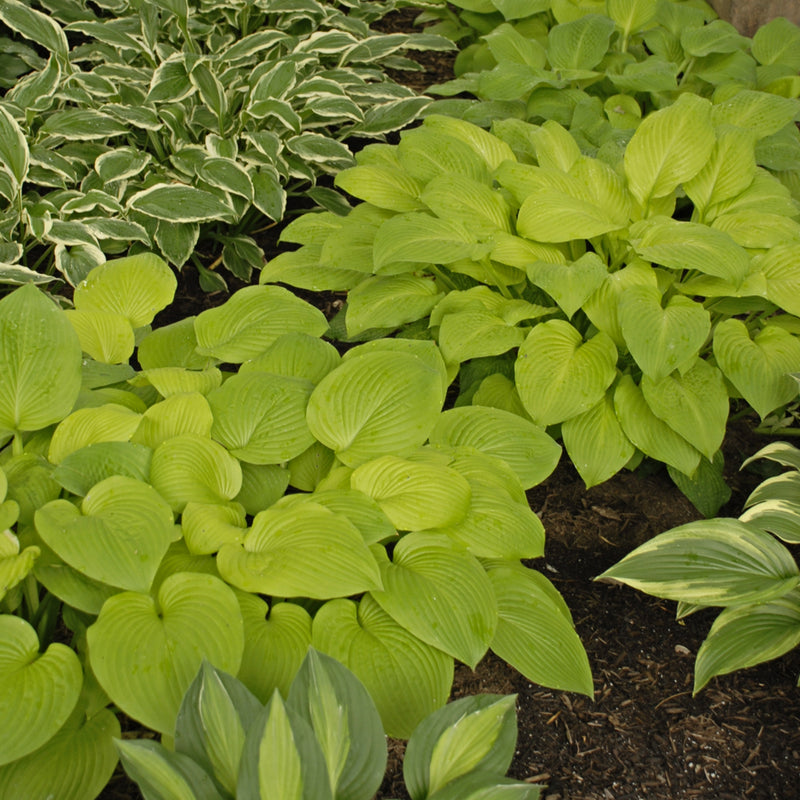 August Moon Hosta Sun Tolerant Medium Gold Hosta Plant – NH Hostas