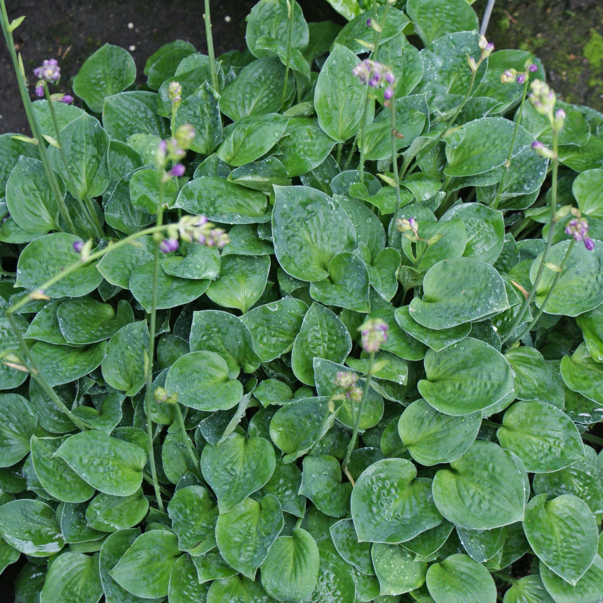 Baby Bunting Hosta-Shade Perennial Miniature Hosta Plant – NH Hostas