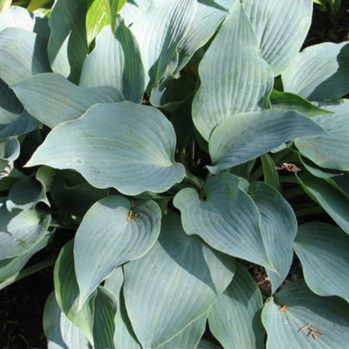 Best Friend Hosta – NH Hostas