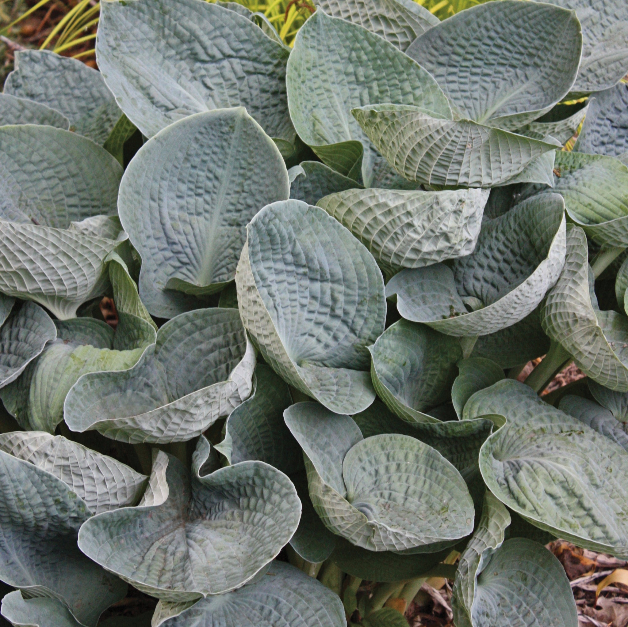 Buy Large Hosta Plants 23 to 29 Inches Tall – NH Hostas