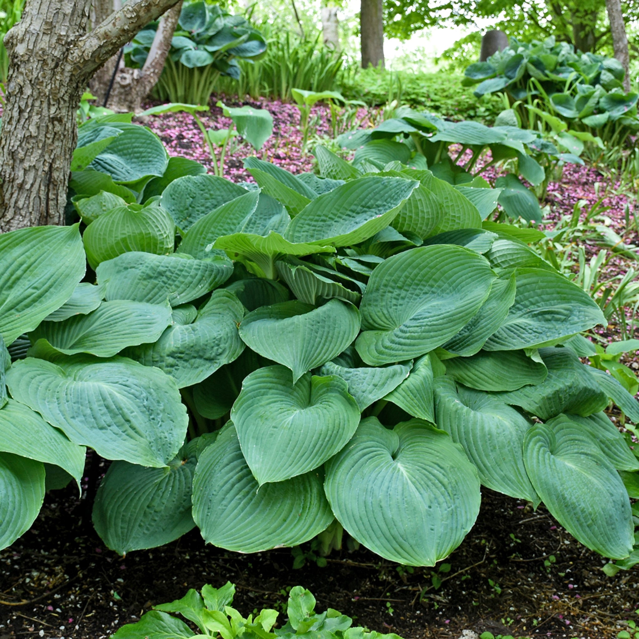Buy Large Hosta Plants 23 to 29 Inches Tall – NH Hostas