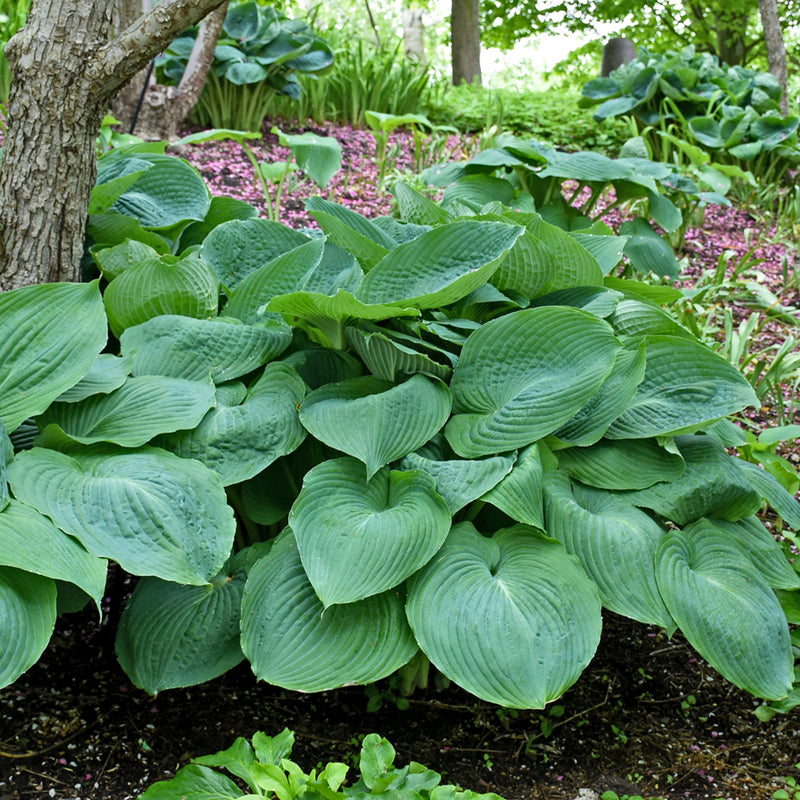 Buy Large Hosta Plants That Mature Between 23 to 29 Inches Tall – NH Hostas