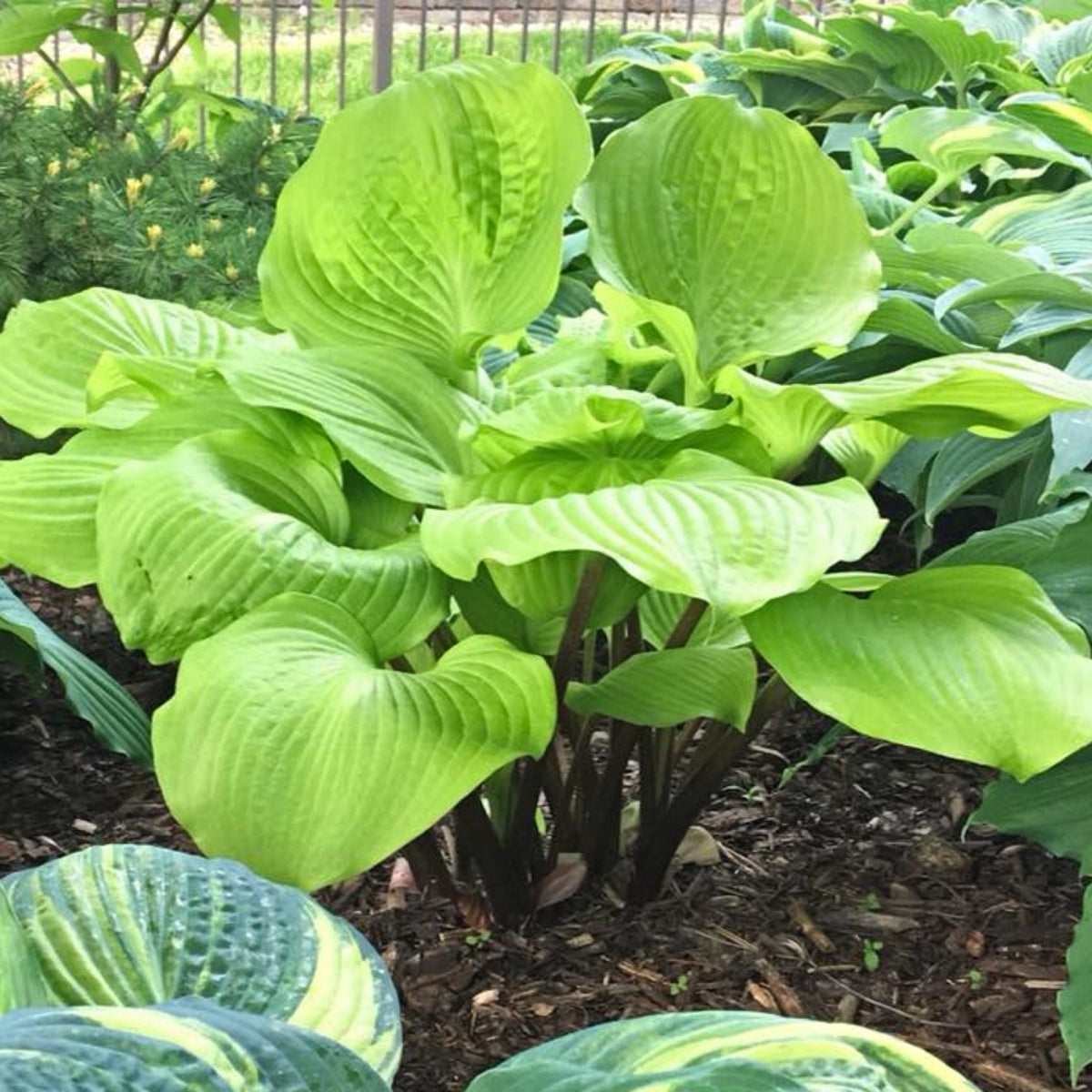 Big Red Hosta – NH Hostas