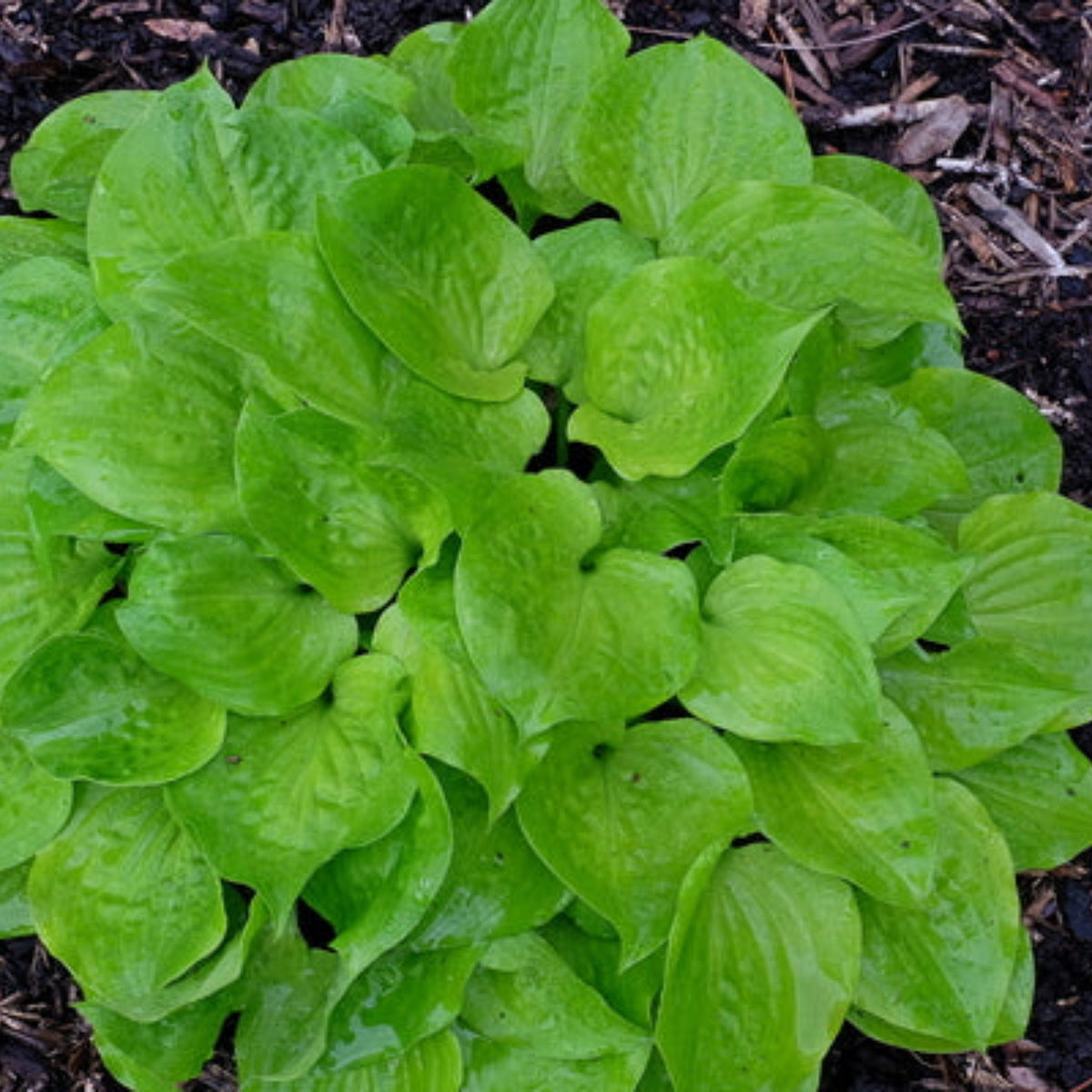 Blonde Ambition Hosta – NH Hostas