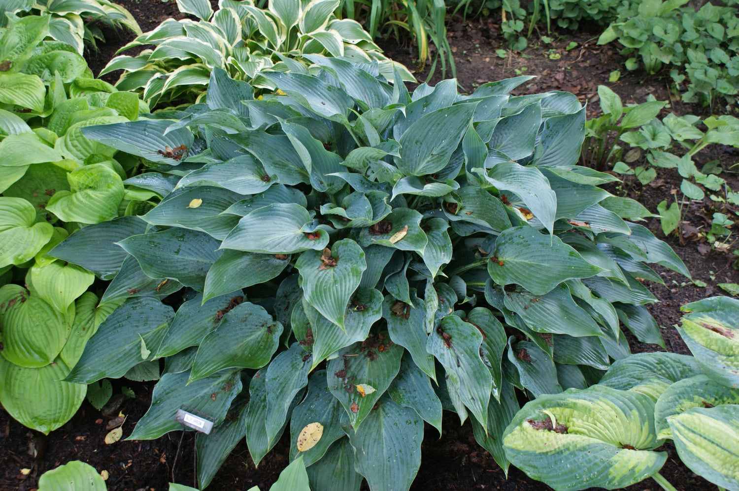 Hostas by Color – NH Hostas