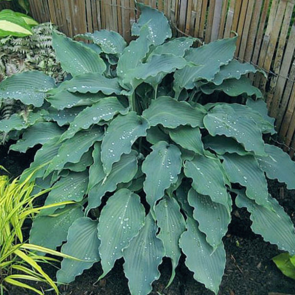 Blue Cascade Hosta – NH Hostas