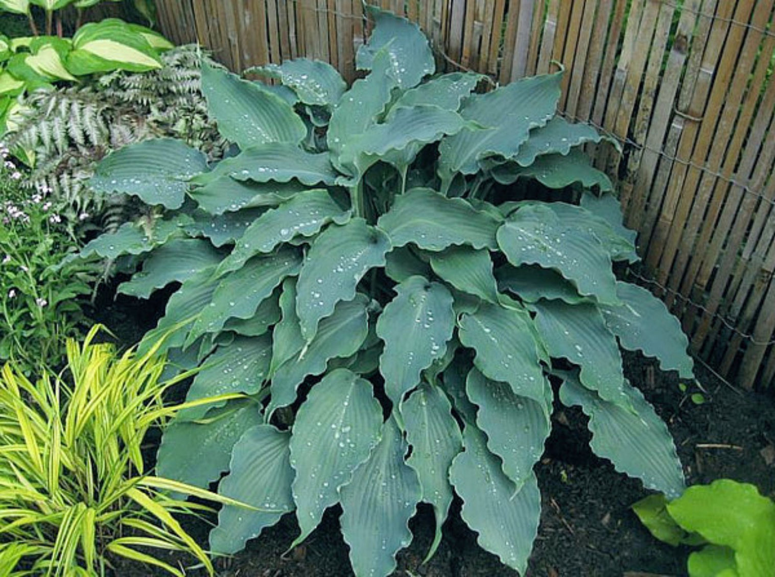 Blue Cascade Hosta – NH Hostas