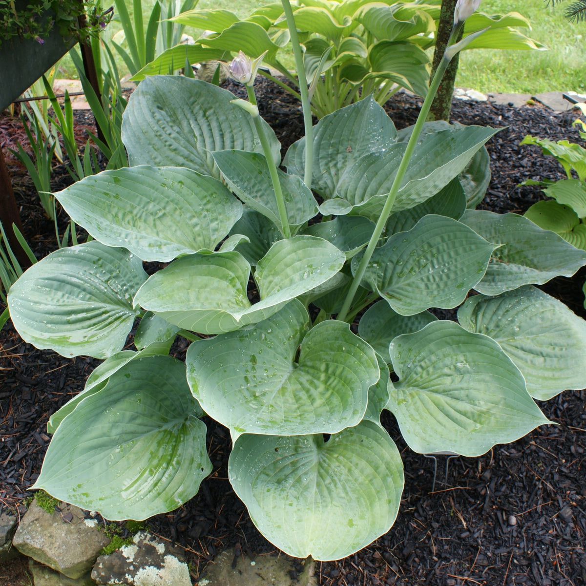 Blue Dolphin Hosta - Shade Perennial Slug Resistant Blue Hosta Plant ...