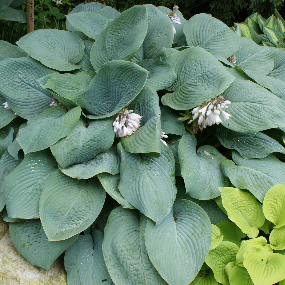 Blue Mammoth Hosta - Slug Resistant Blue Hosta Plant – NH Hostas