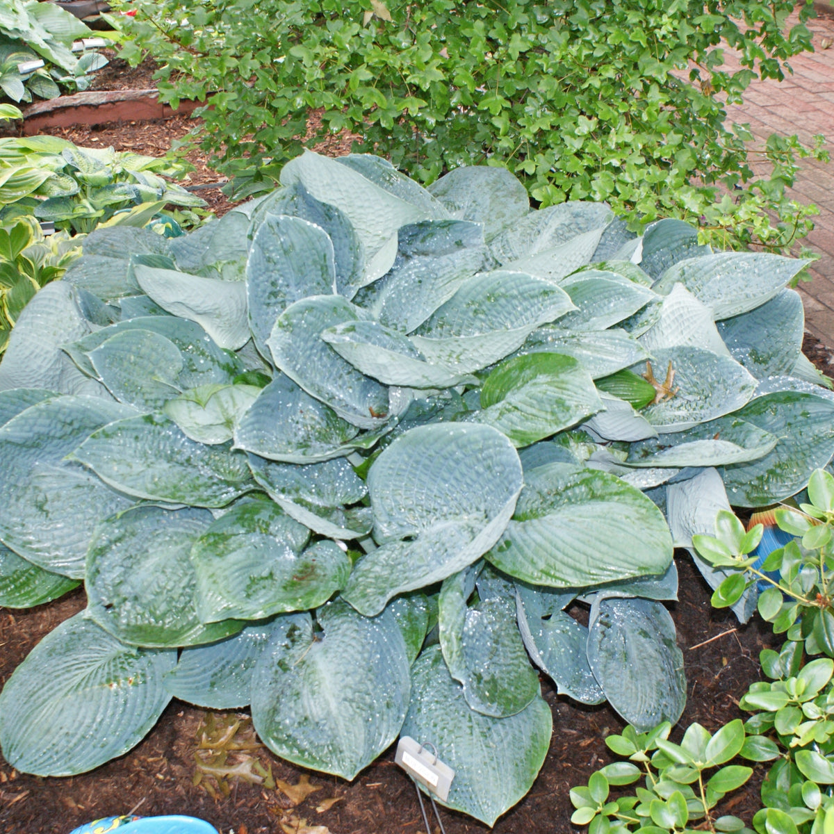 Blue Vision Hosta - Medium Blue Hosta Slug Resistant – NH Hostas