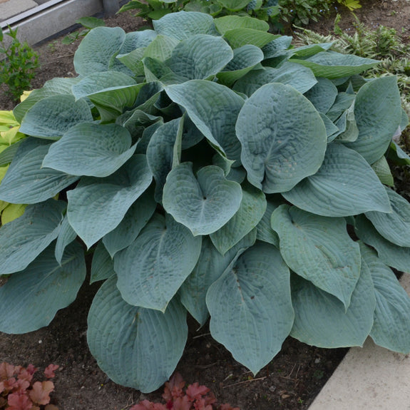 Buy Red Petiole Hostas - Unusual Hosta Plants Have Red Stems – NH Hostas
