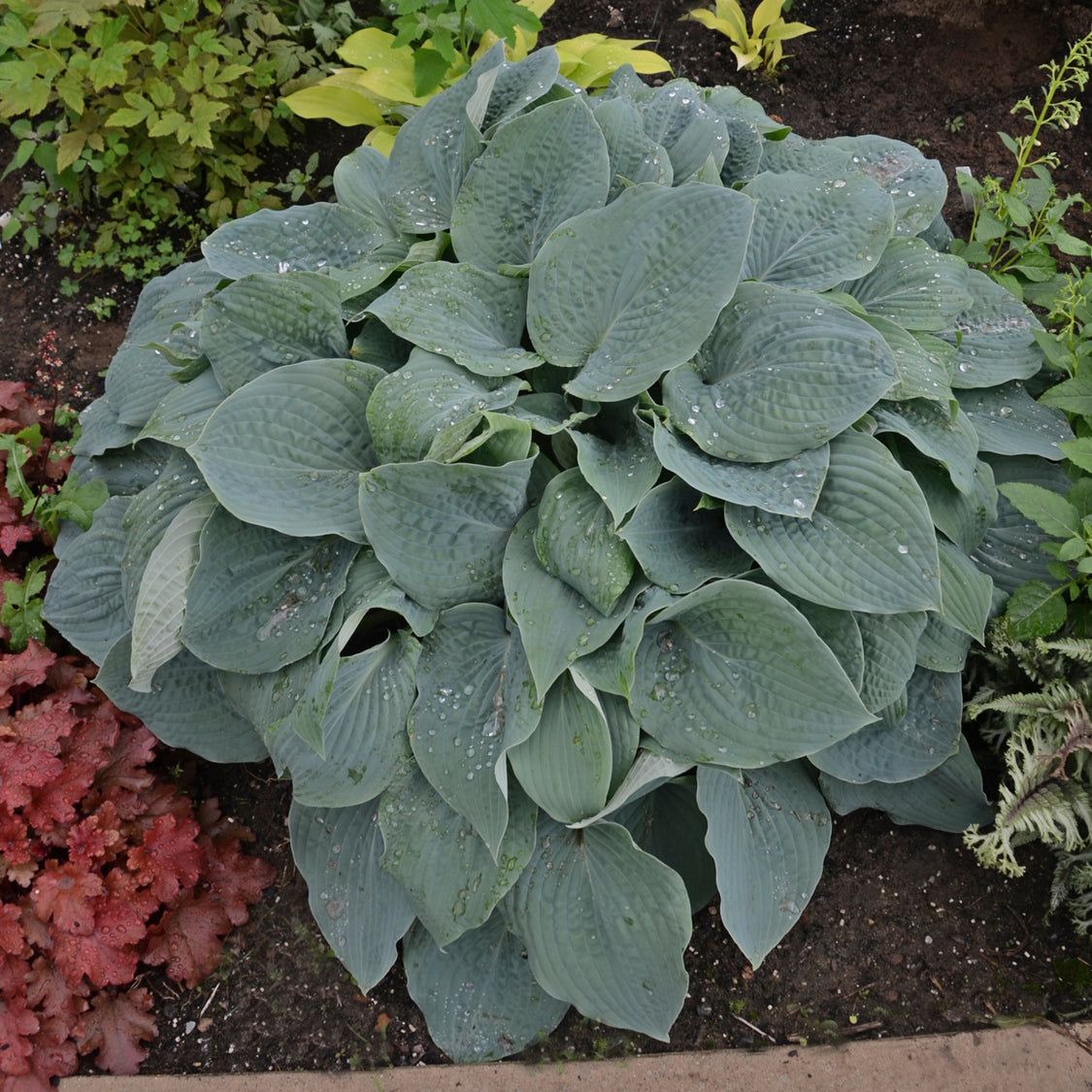 Buy Blue Hostas - Give Your Garden True Blue Colors – NH Hostas