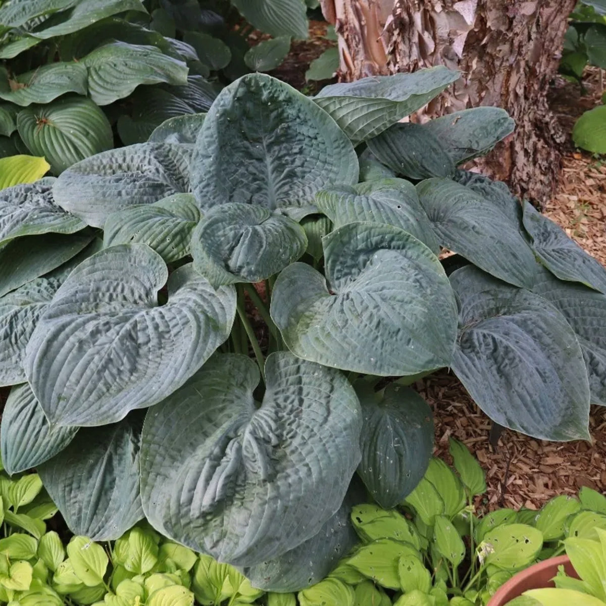 Bluebigwa Hosta – NH Hostas