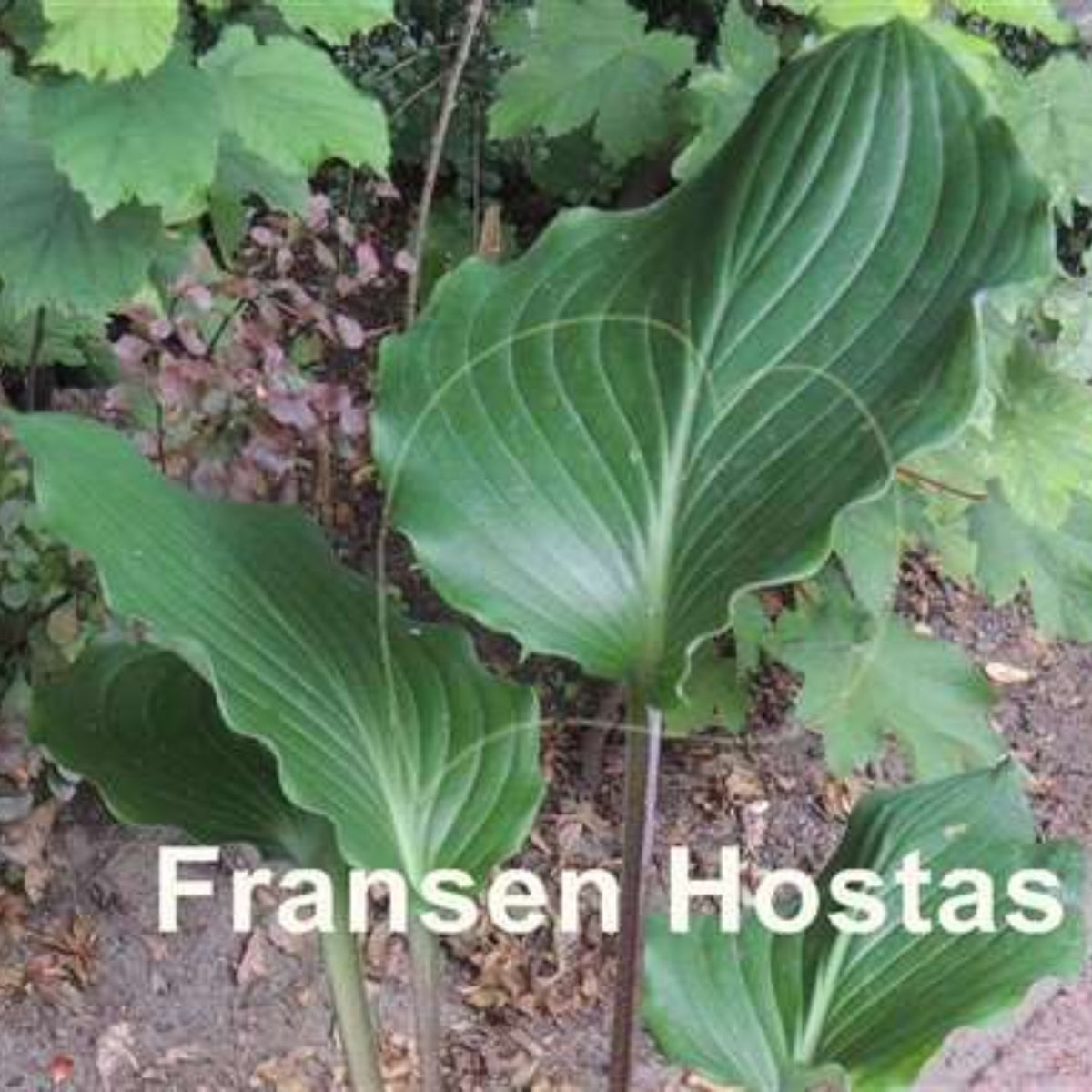 Bonfire Akagi Hosta – NH Hostas