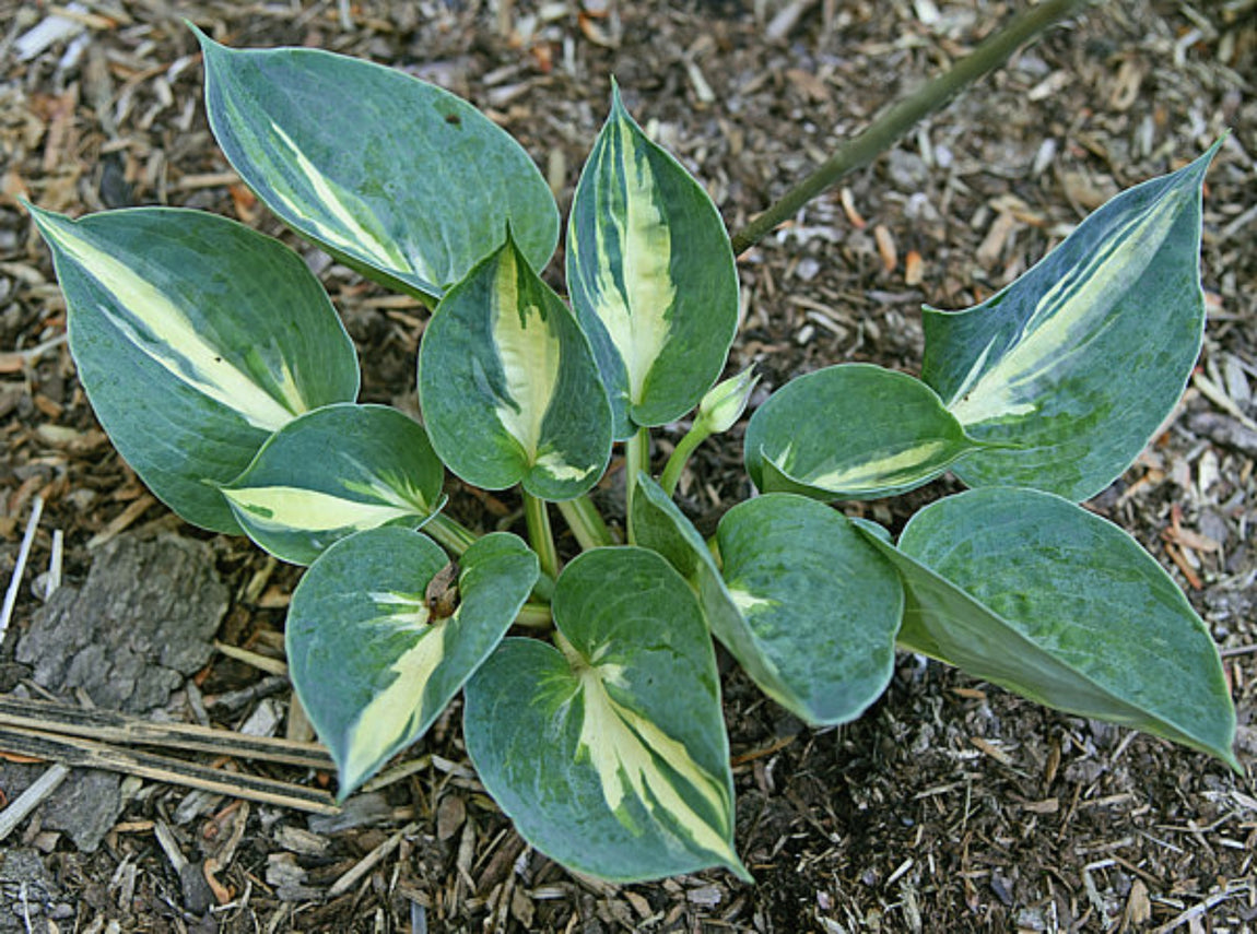 Buy Minature Hostas Online - Mini Hosta Plants Are Perfect As Border ...
