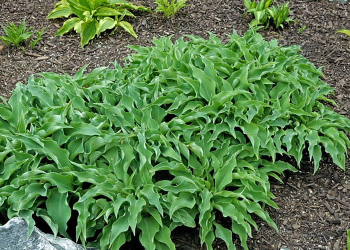 Buy Minature Hostas Online - Mini Hosta Plants Are Perfect As Border ...