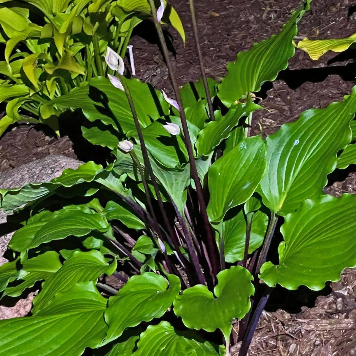 Bricks 'n Ivy Hosta - 4.5 Inch Container (NEW For 2024!) – NH Hostas
