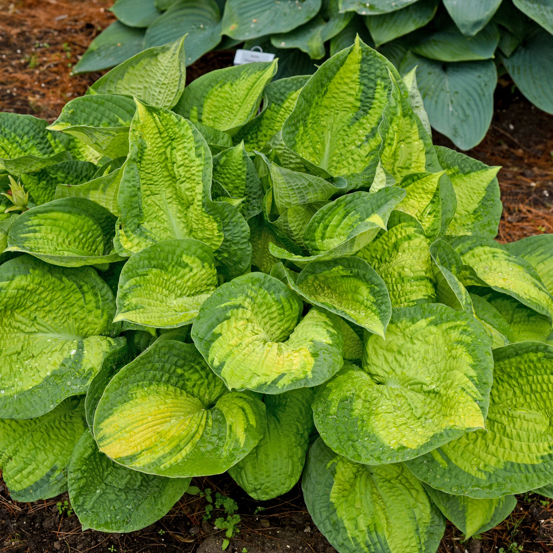 Buy Giant Hostas - Add Giant Hosta Cultivars - Big Hosta Plants Make An ...