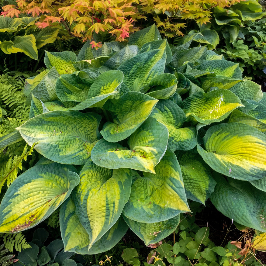 Buy Giant Hostas - Add Giant Hosta Cultivars - Big Hosta Plants Make An ...