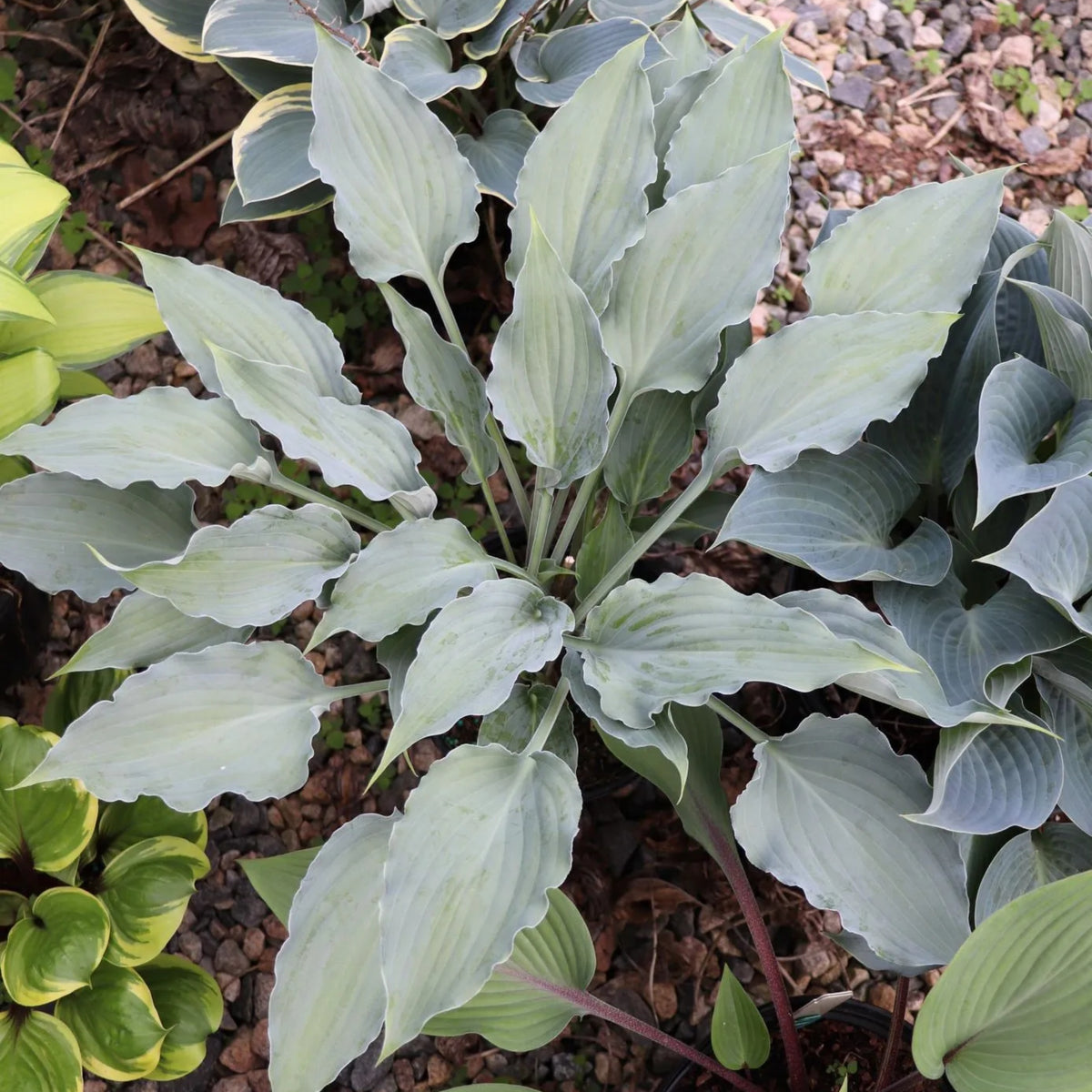 Buttonwood Bay Hosta - 4.5 Inch Container (NEW For 2023!) – NH Hostas