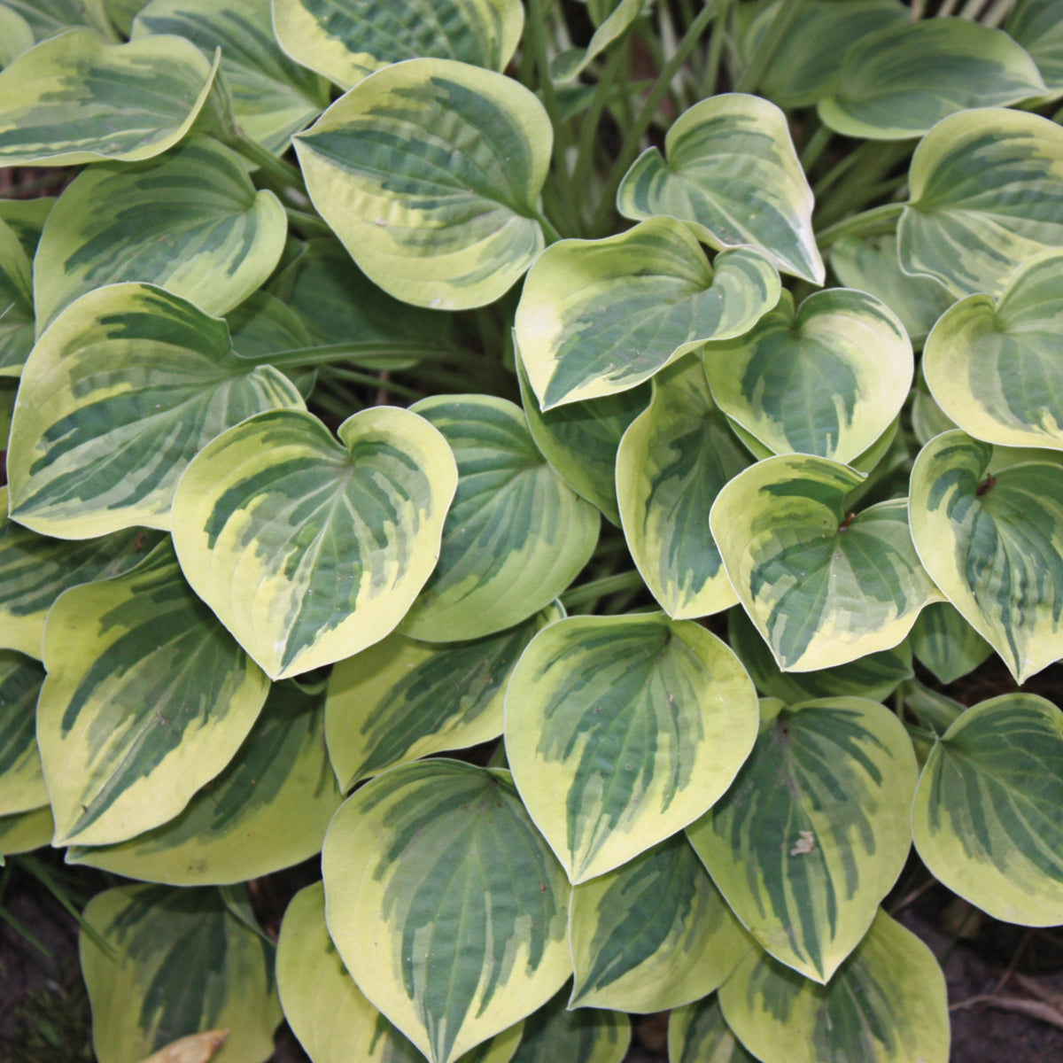 Cameo Hosta Miniature Green and Cream Hosta Plant – NH Hostas