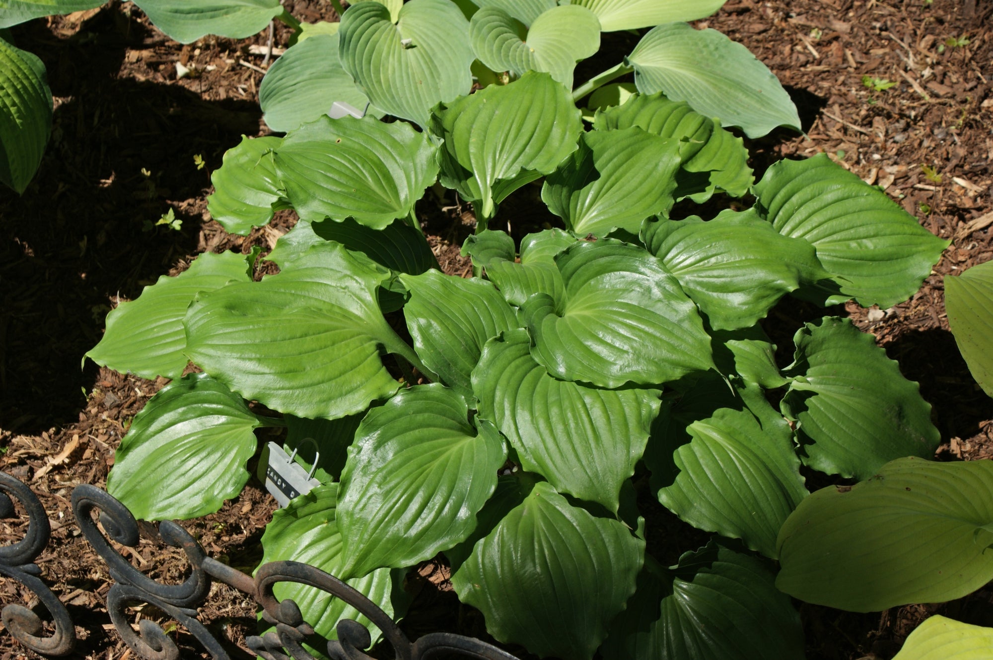 Buy Red Petiole Hostas - Unusual Hosta Plants Have Red Stems – NH Hostas