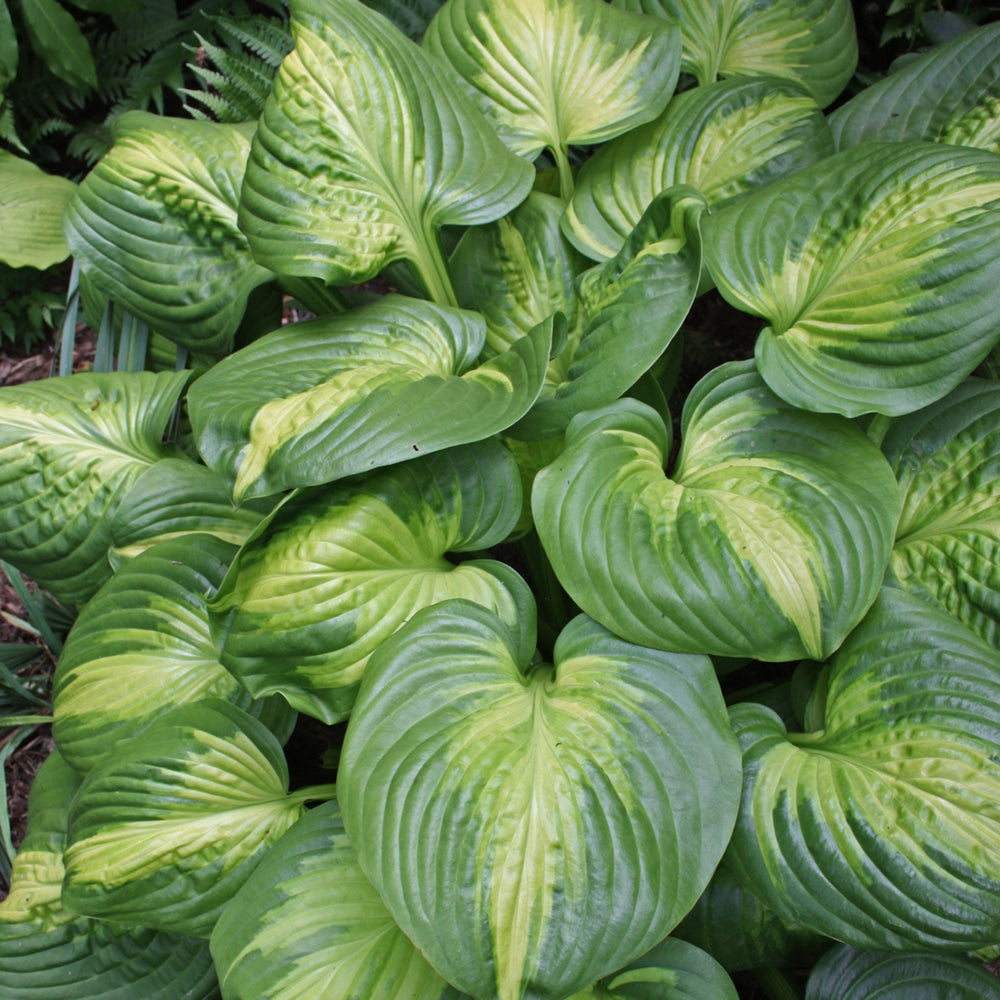 Buy Medium Hosta Plants Between 15 and 22 Inches Tall – NH Hostas