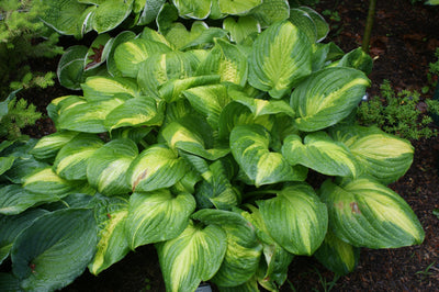 Buy Fragrant Hostas - Add Fragrance To Your Hosta Garden – NH Hostas