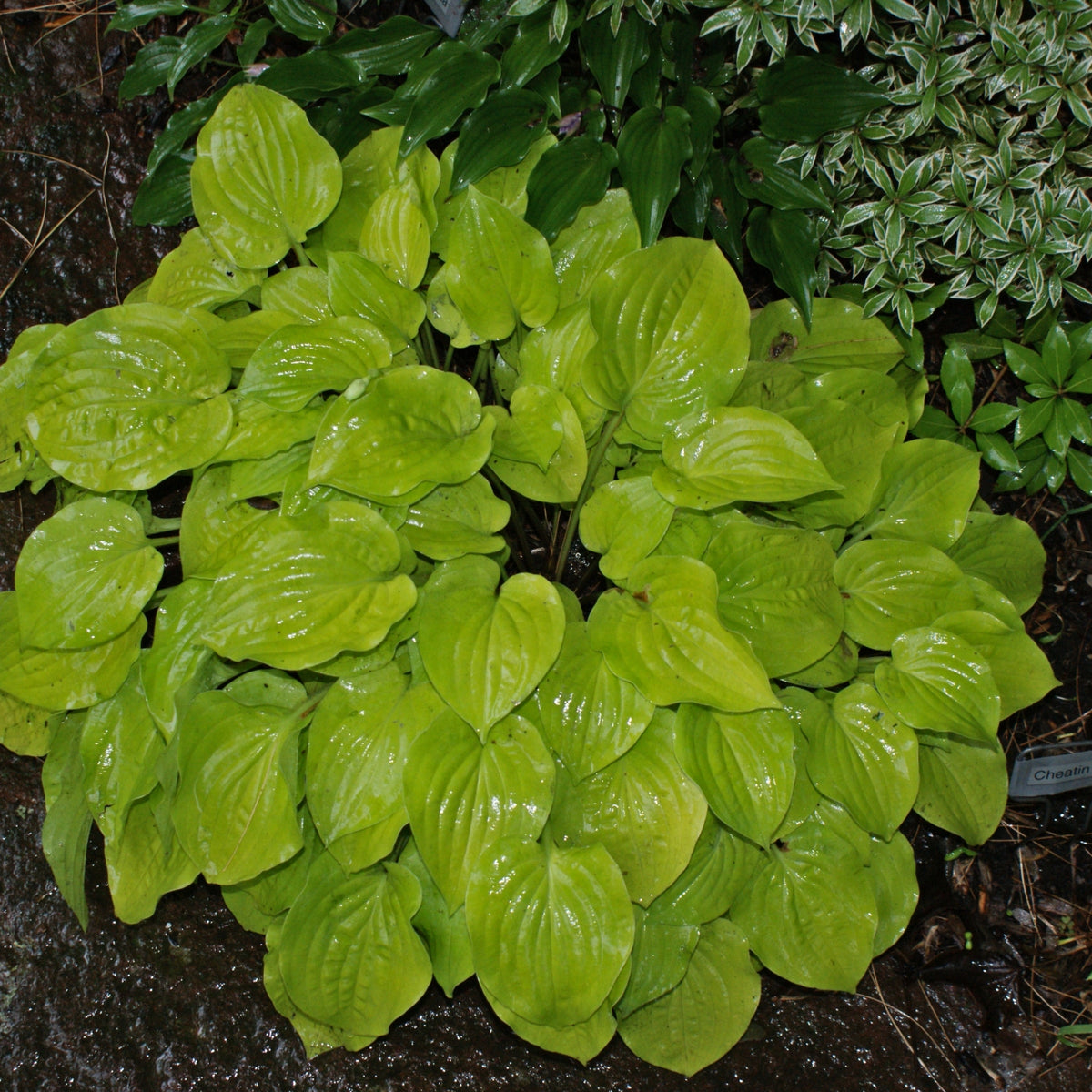 Cheatin Heart Hosta - Shade Perennial Miniature Hosta Plant – NH Hostas