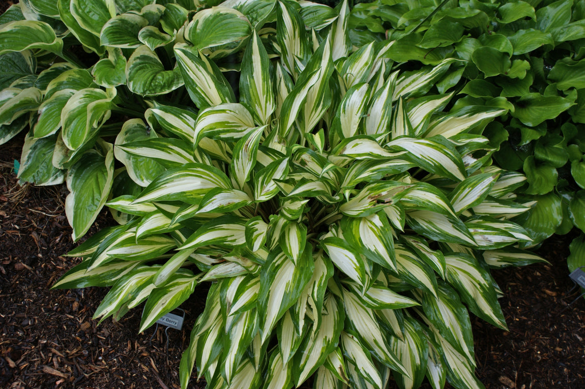 Buy Red Petiole Hostas - Unusual Hosta Plants Have Red Stems – NH Hostas