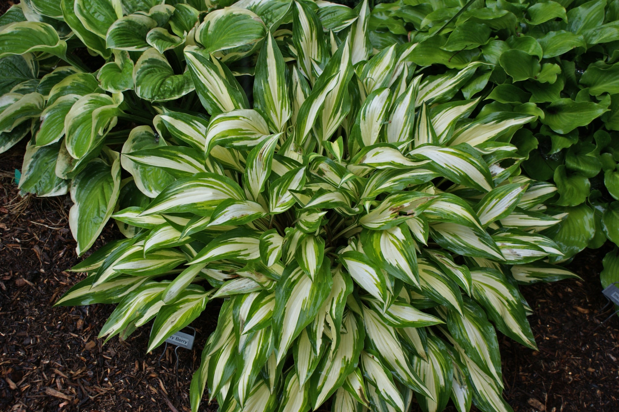 Buy Red Petiole Hostas - Unusual Hosta Plants Have Red Stems – NH Hostas
