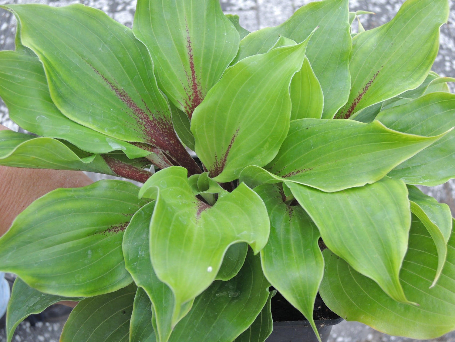 Cherry Red Hosta - Small Green Hosta With Bright Red Petioles – NH Hostas