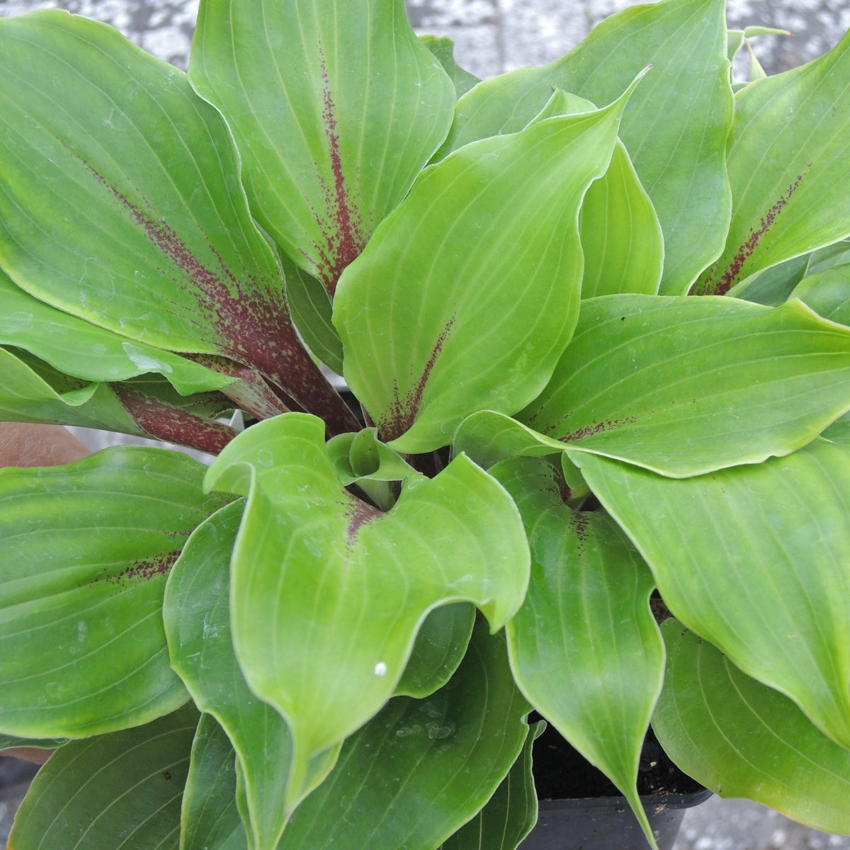 Cherry Red Hosta - Small Green Hosta With Bright Red Petioles – NH Hostas
