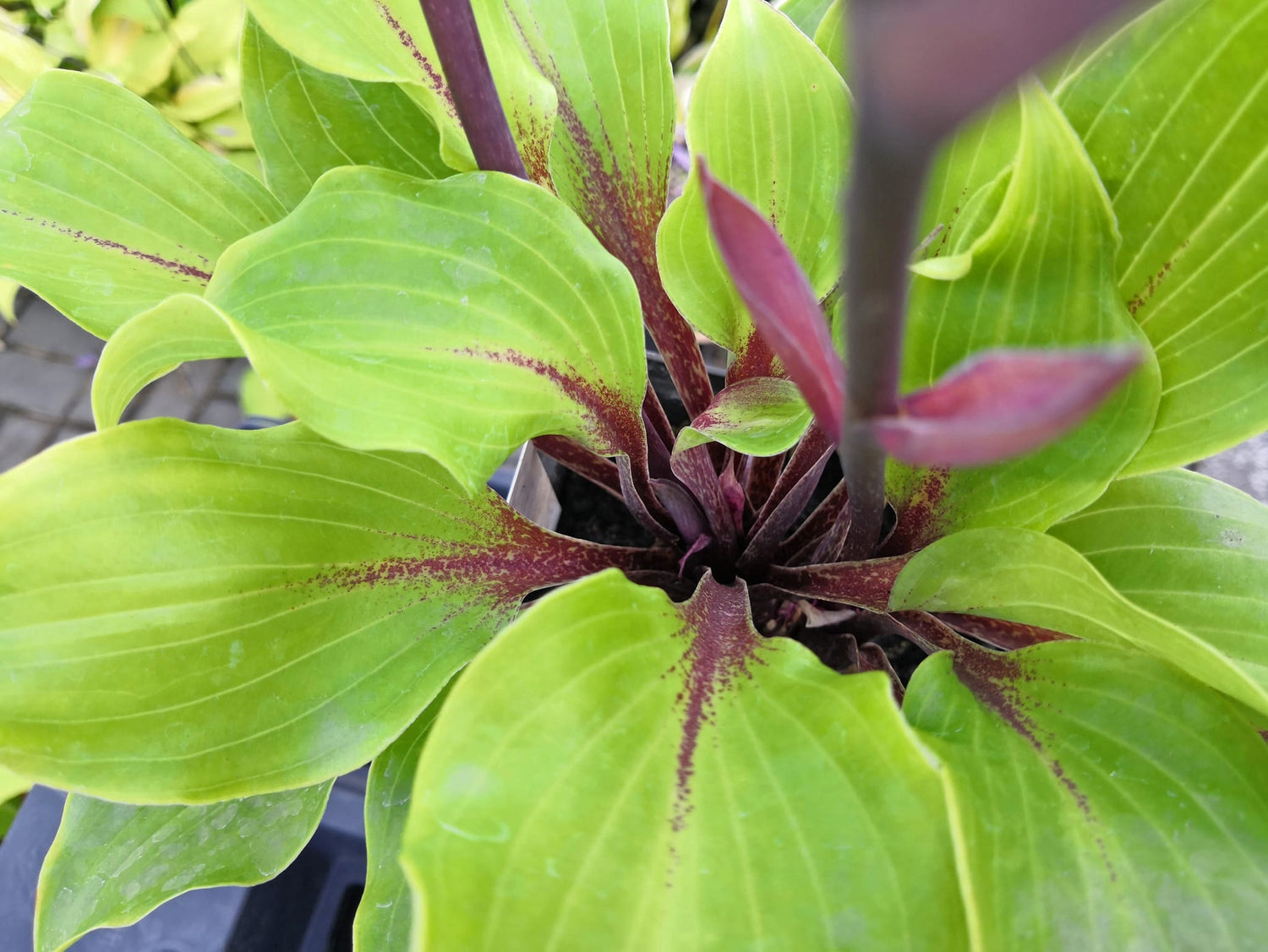 Cherry Red Hosta - Small Green Hosta With Bright Red Petioles – NH Hostas