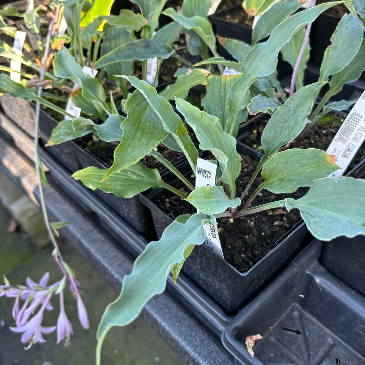 Chris' Flying Circus Hosta – NH Hostas