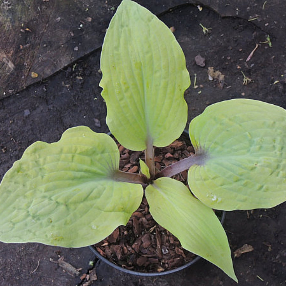 Chris' Pale Winner Hosta – NH Hostas