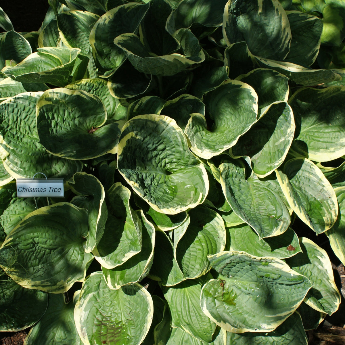 Christmas Tree Hosta - Shade Perennial Medium Hosta Plant – NH Hostas
