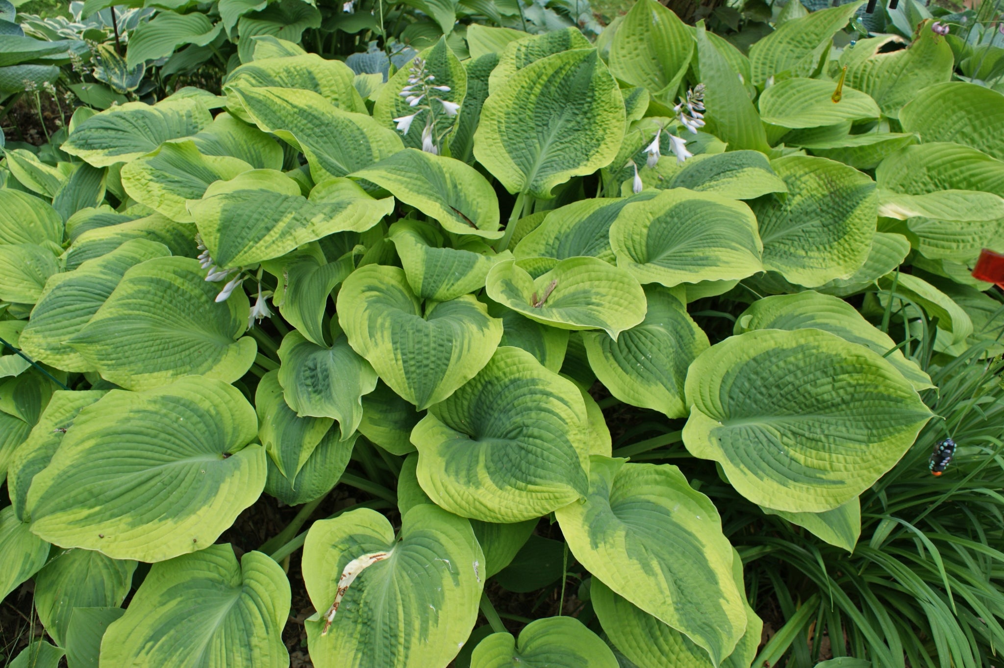 Buy Large Hosta Plants 23 to 29 Inches Tall – NH Hostas
