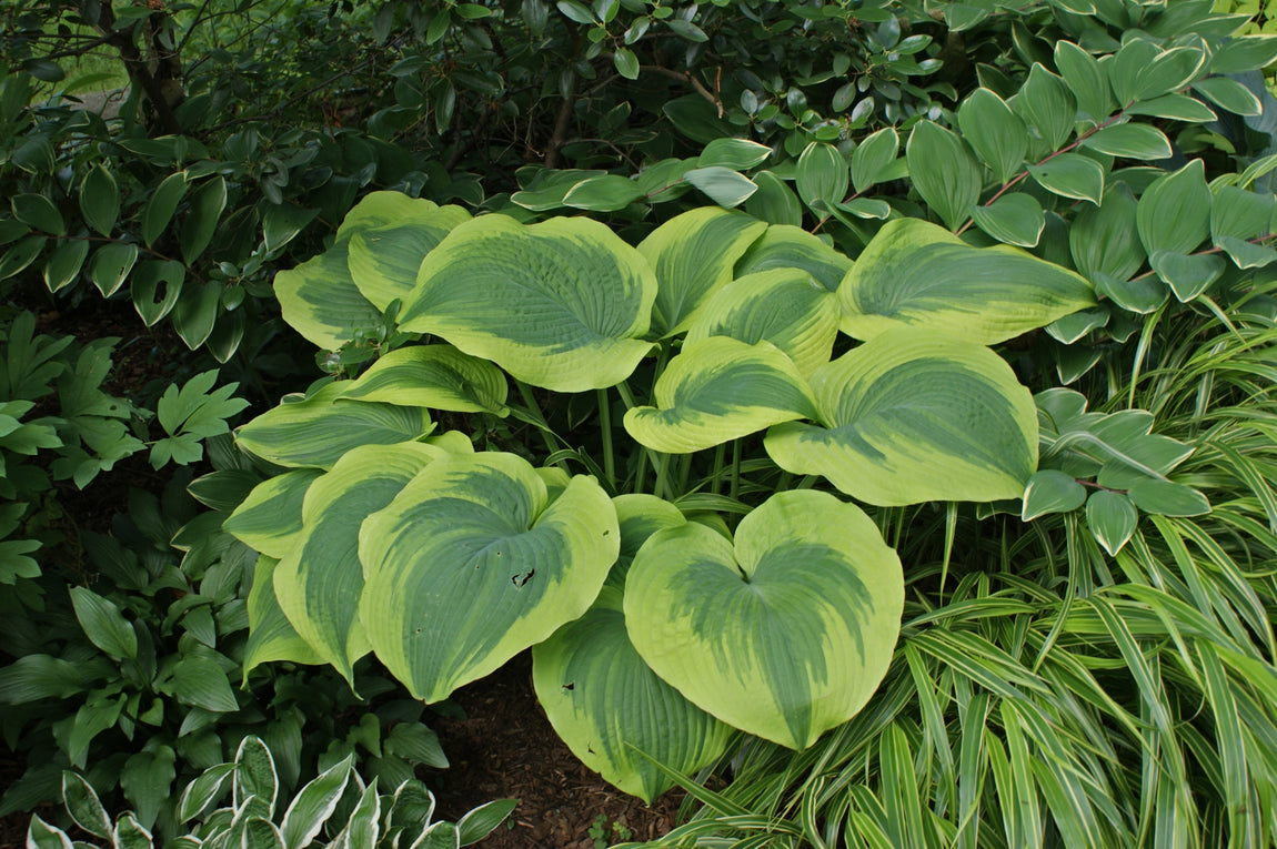 Buy Large Hosta Plants 23 to 29 Inches Tall – NH Hostas