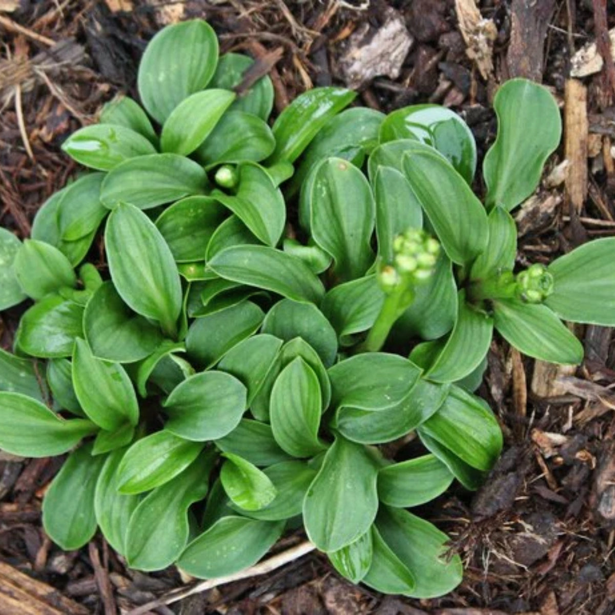 Clusterfest Hosta – NH Hostas