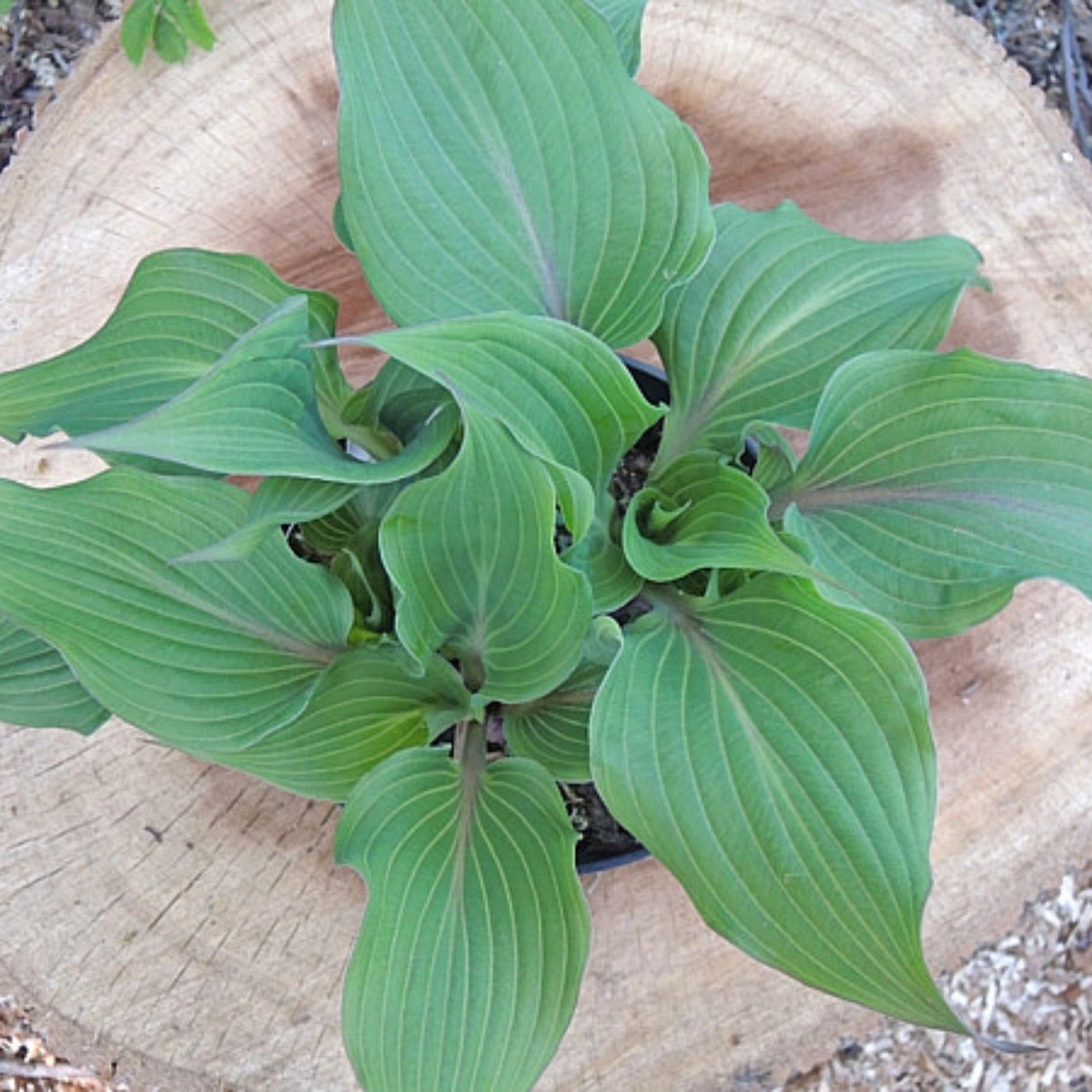 Coastal Solar Impulse Hosta – NH Hostas