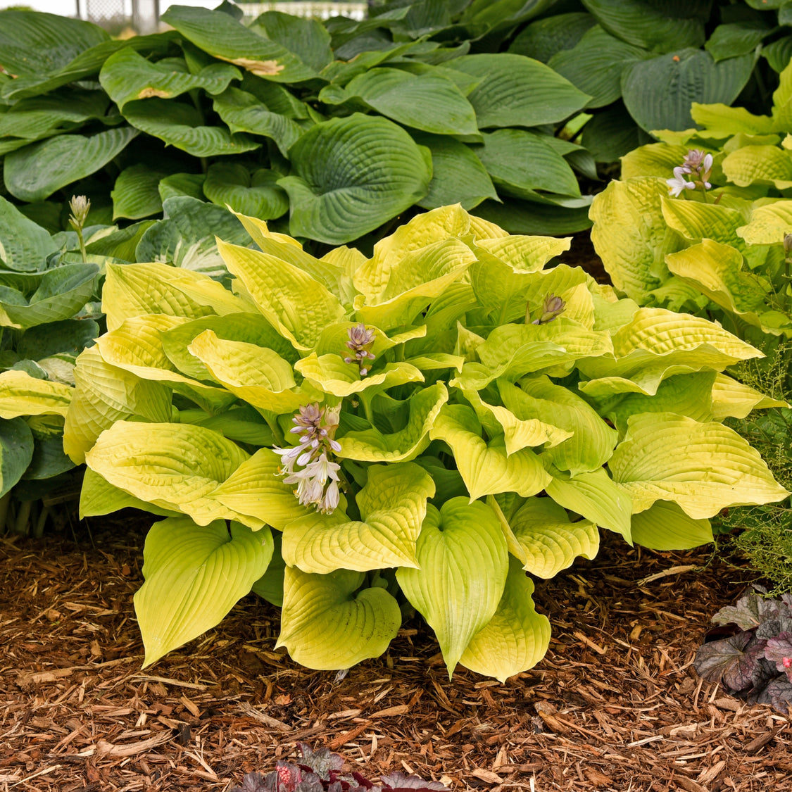 Coast to Coast Hosta - Giant Gold Hosta Plant Sun Tolerant – NH Hostas