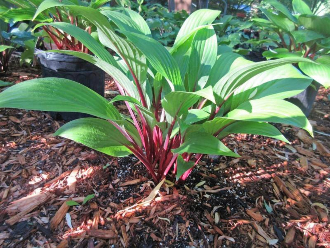 Buy Red Petiole Hostas - Unusual Hosta Plants Have Red Stems – NH Hostas