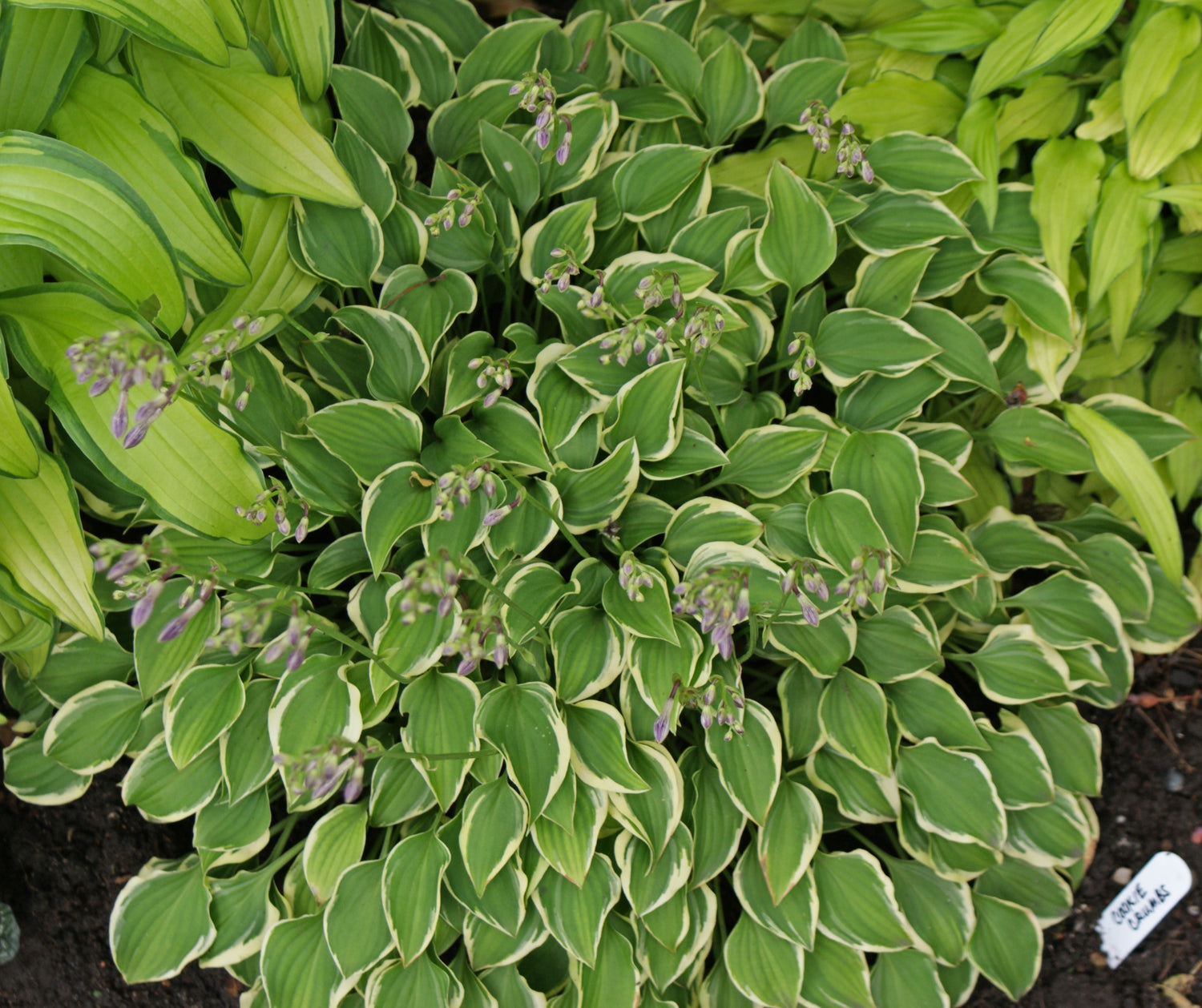 Buy Minature Hostas Online - Mini Hosta Plants Are Perfect As Border ...