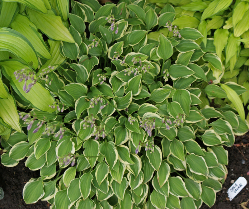 Buy Minature Hostas Online - Mini Hosta Plants Are Perfect As Border ...