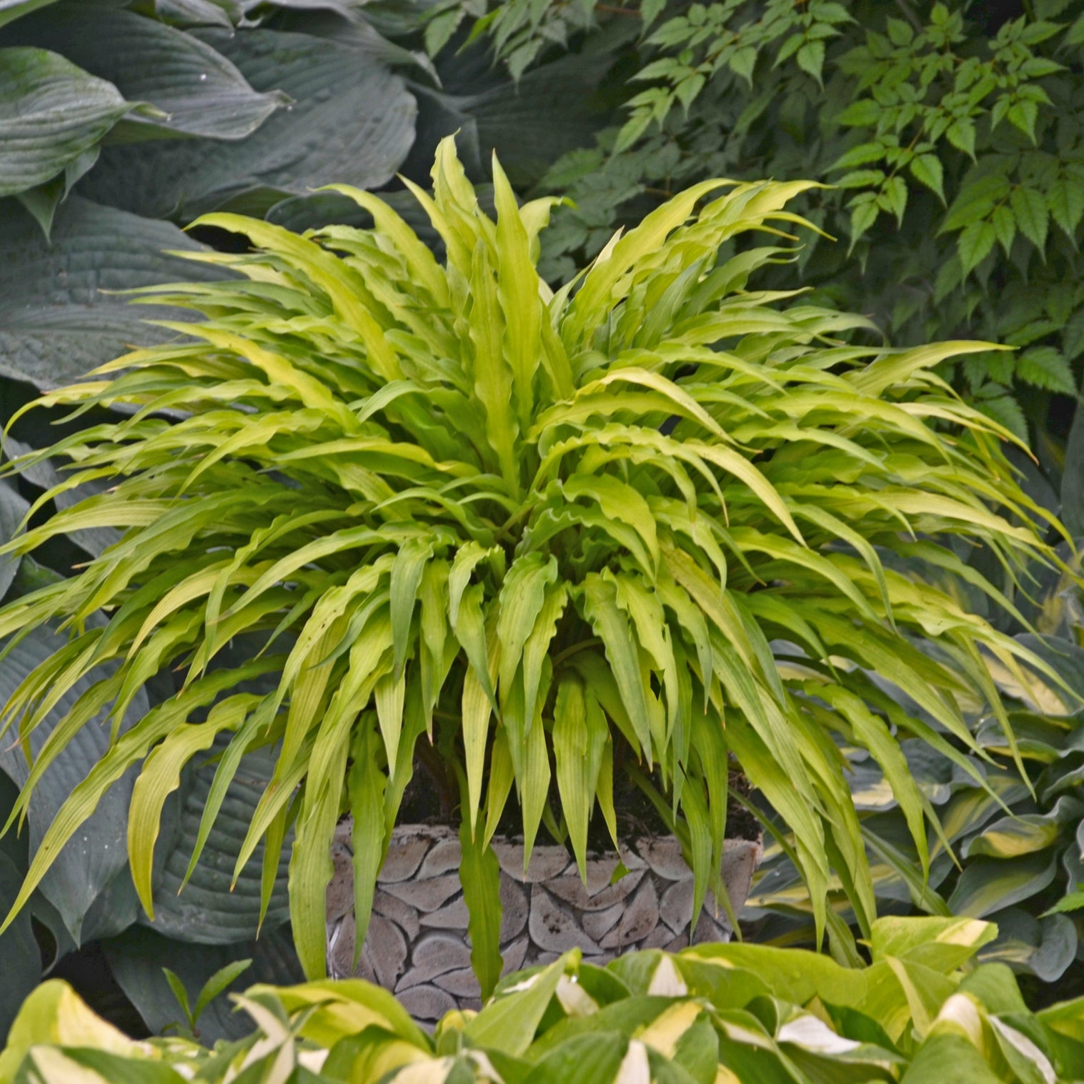 Curly Fries Hosta - Miniature Hosta Plant Sun Tolerant – NH Hostas